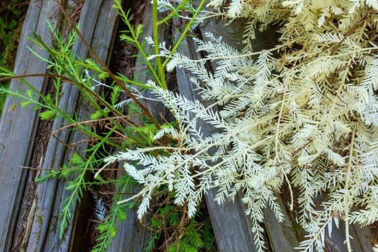 Albino Redwoods: The Ghosts of the Forest - San Lorenzo Valley Post