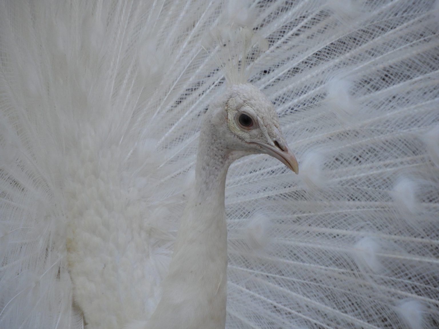 Albert the White Peacock of Boulder Creek - San Lorenzo Valley Post